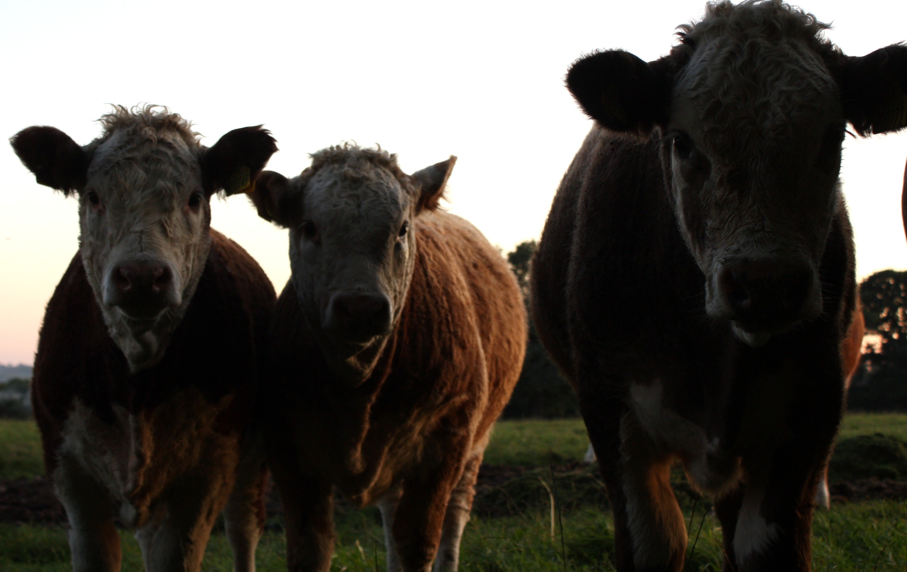 Broomhill Farm